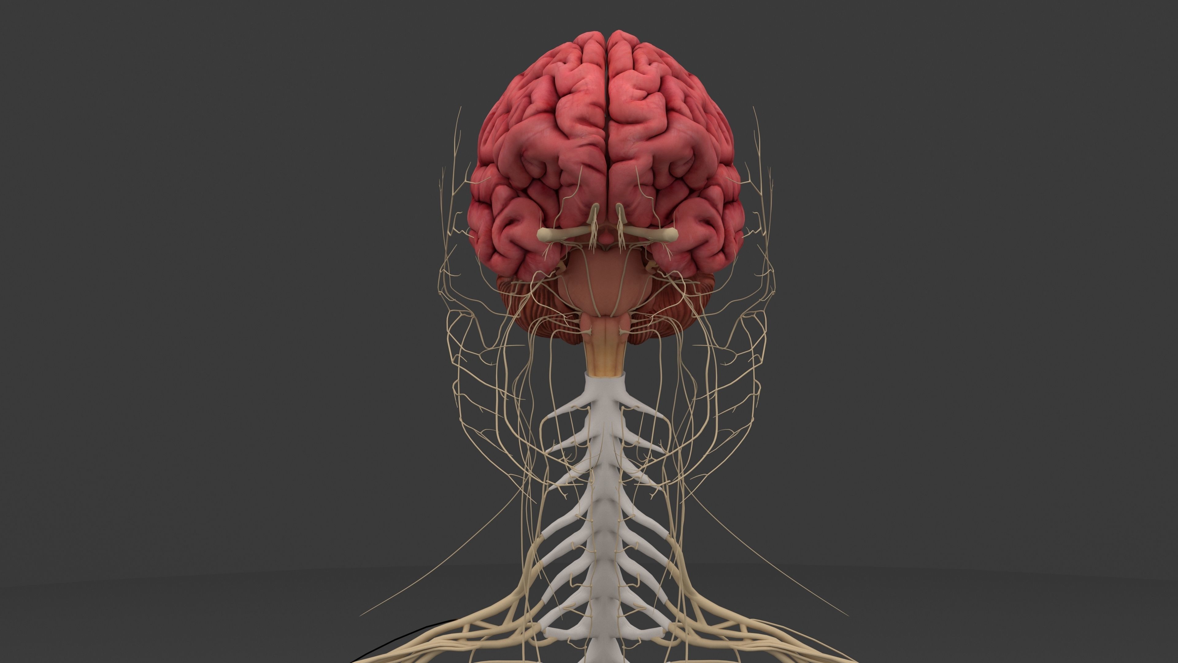 Full Complete Correct Male Female all anatomical system 3D model | CGTrader