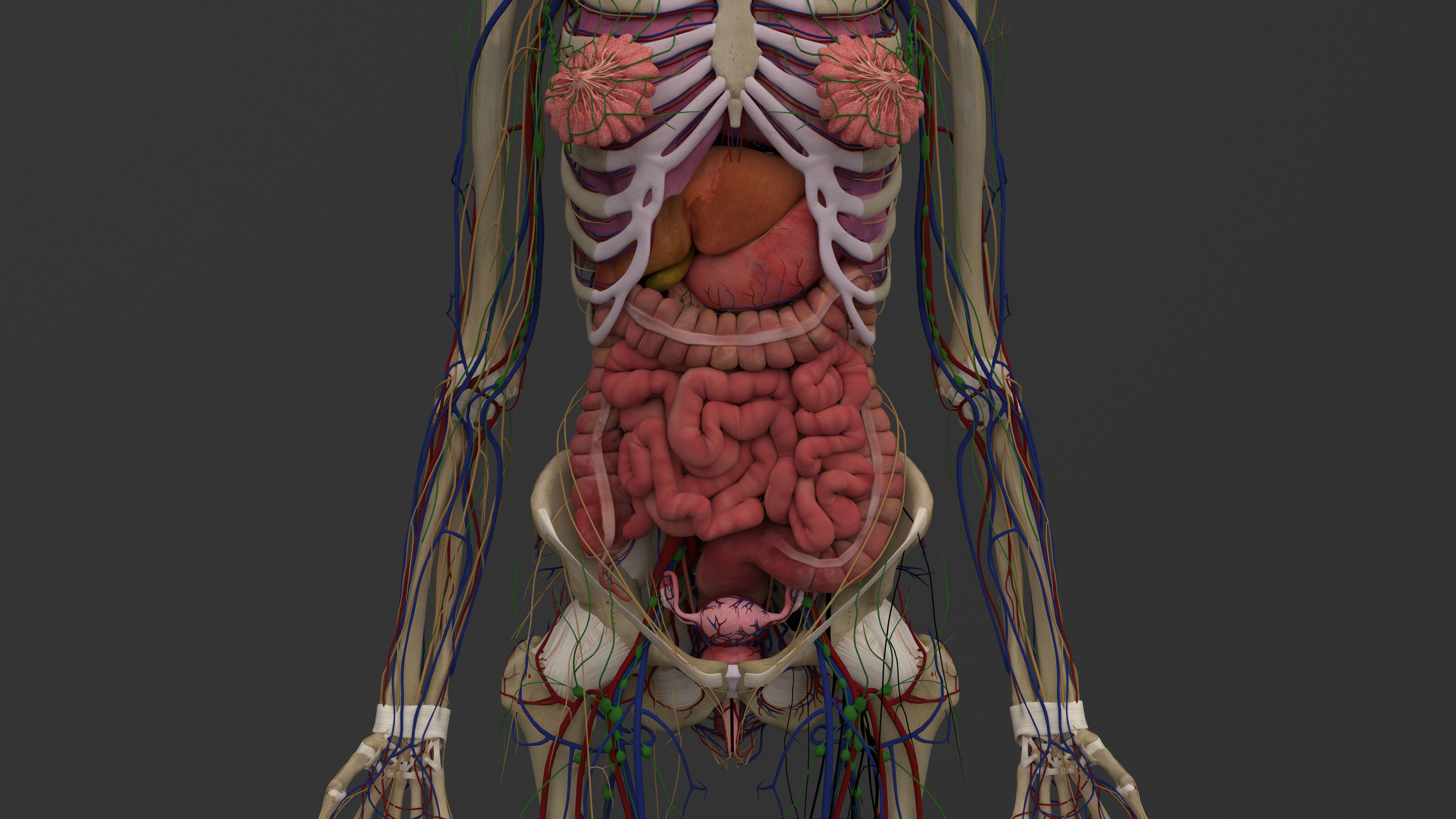 Full Complete Correct Male Female all anatomical system 3D model | CGTrader