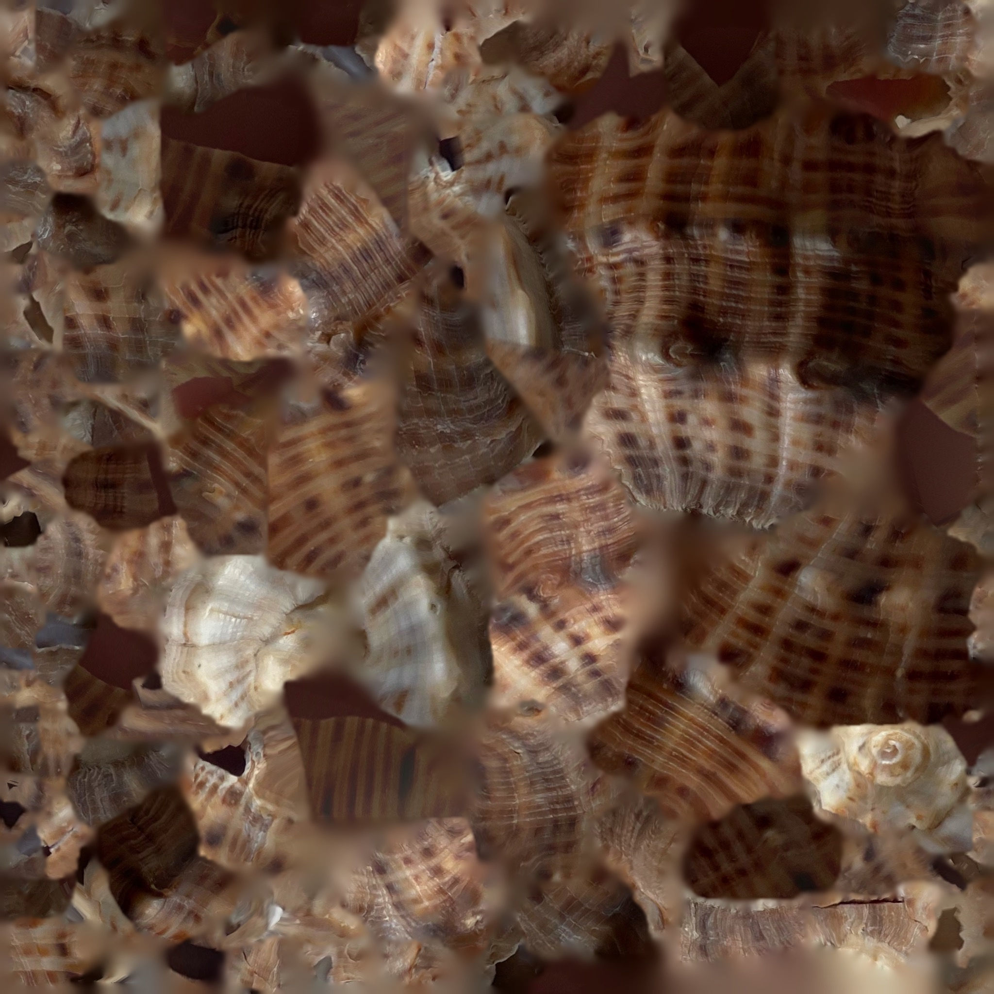 Seashell free 3D model | CGTrader