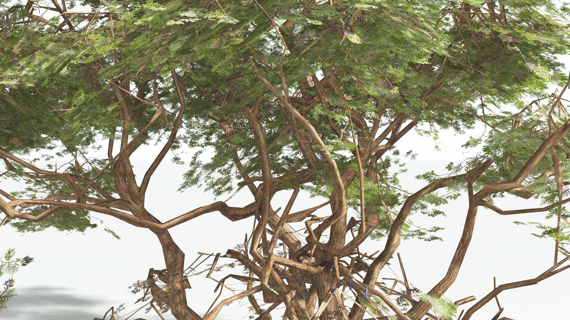 3D model EVERYPlant Utah Juniper LowPoly 1 --16 Models-- VR / AR / low-poly | CGTrader