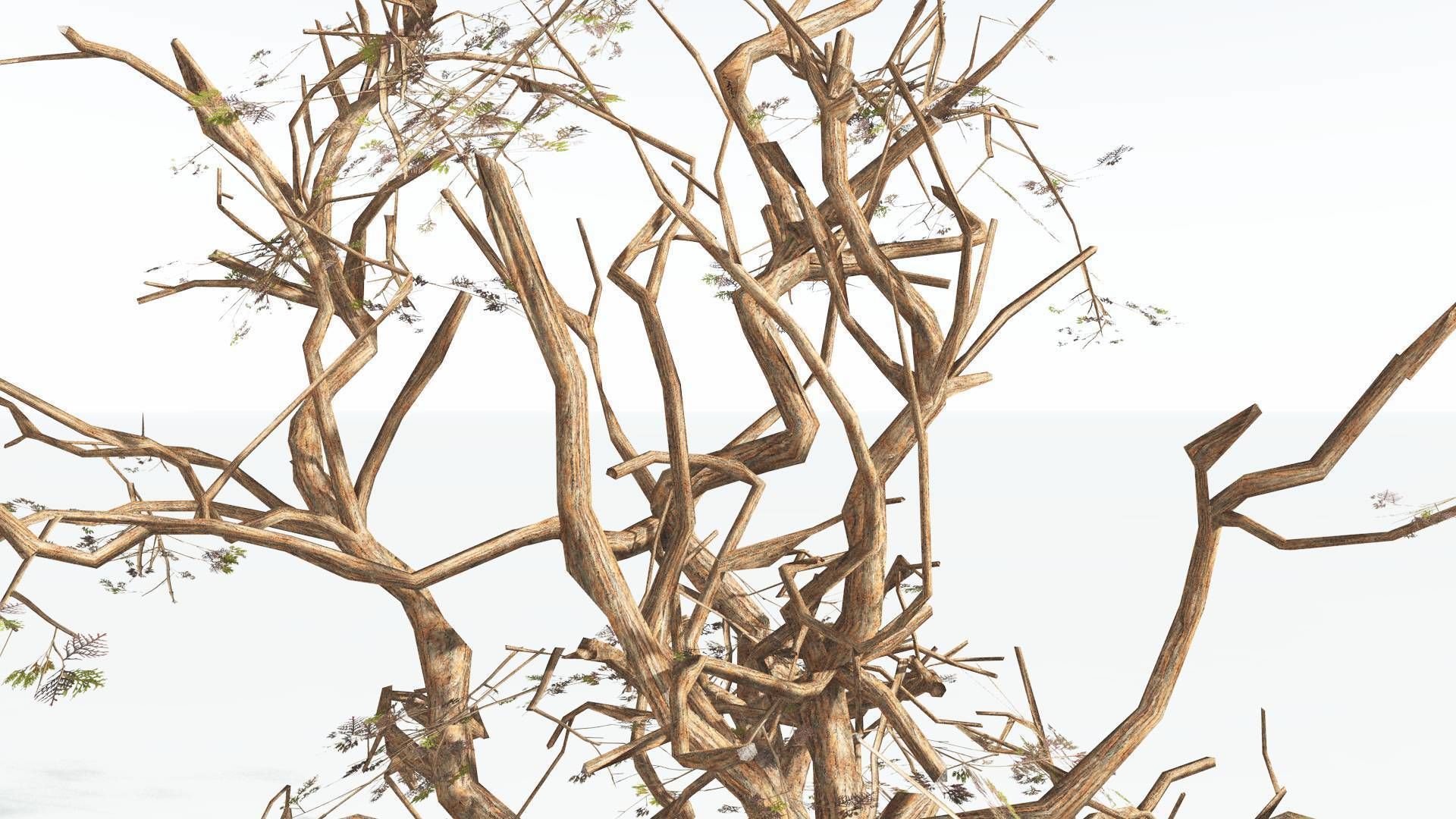 3D model EVERYPlant Utah Juniper LowPoly 1 --16 Models-- VR / AR / low-poly | CGTrader