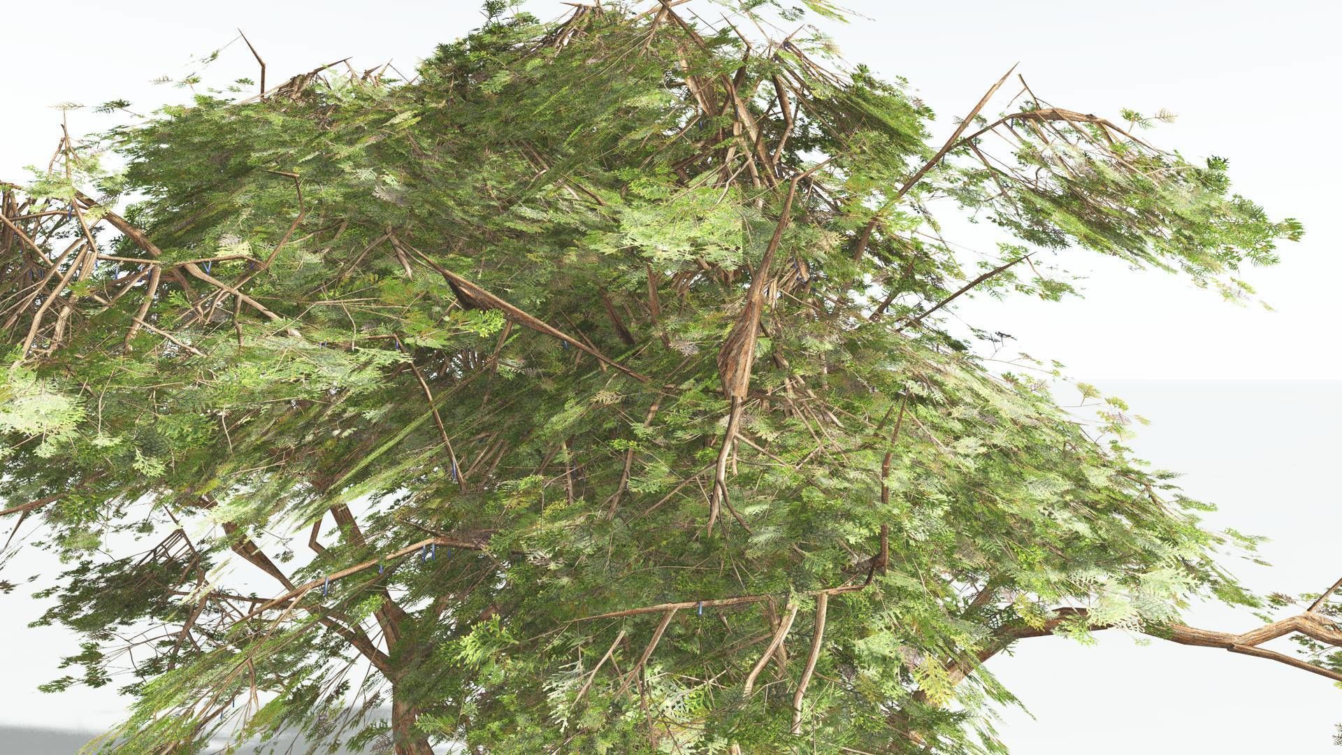 3D model EVERYPlant Utah Juniper LowPoly 1 --16 Models-- VR / AR / low-poly | CGTrader