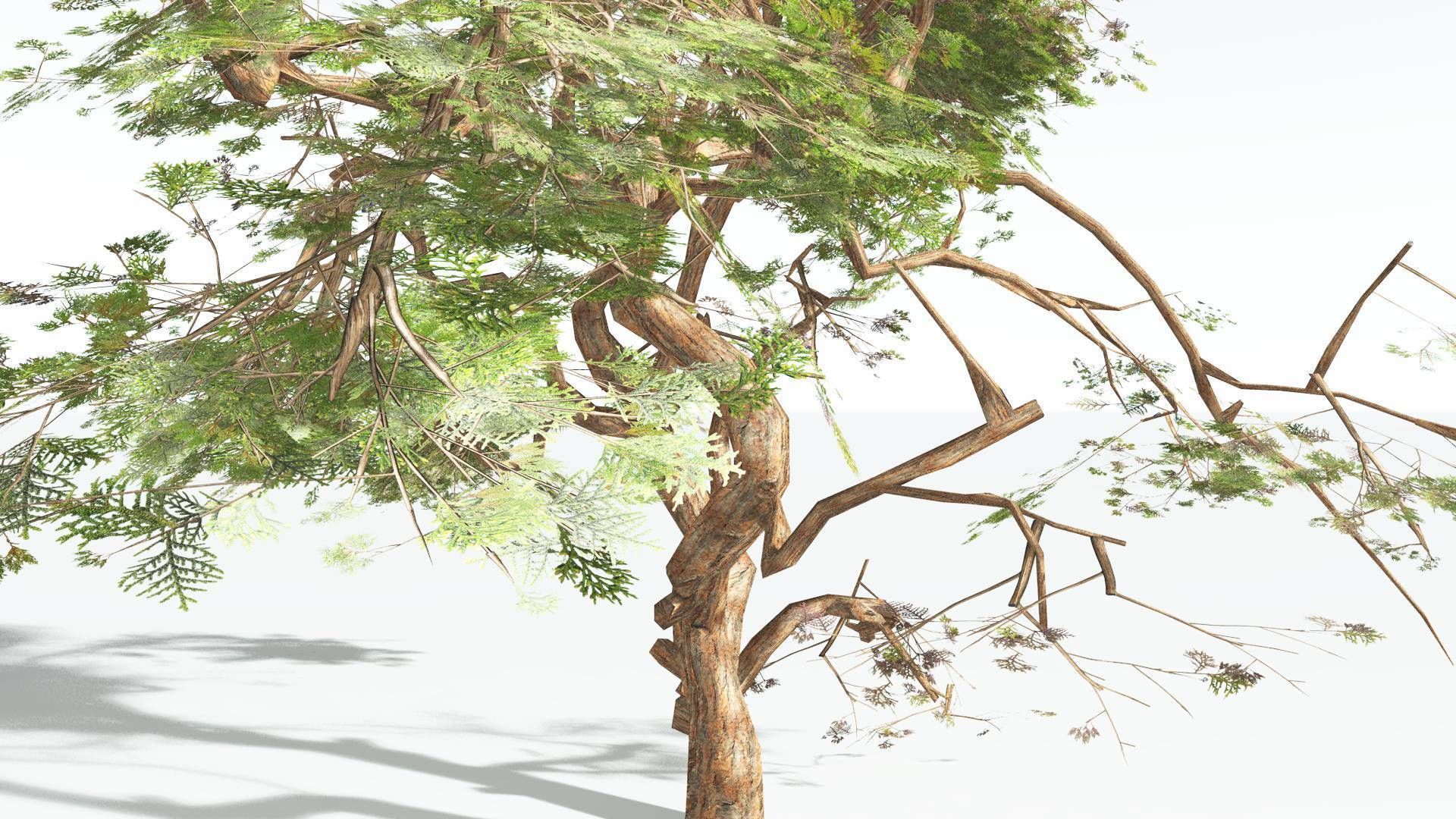 3D model EVERYPlant Utah Juniper LowPoly 2 --16 Models-- VR / AR / low-poly | CGTrader