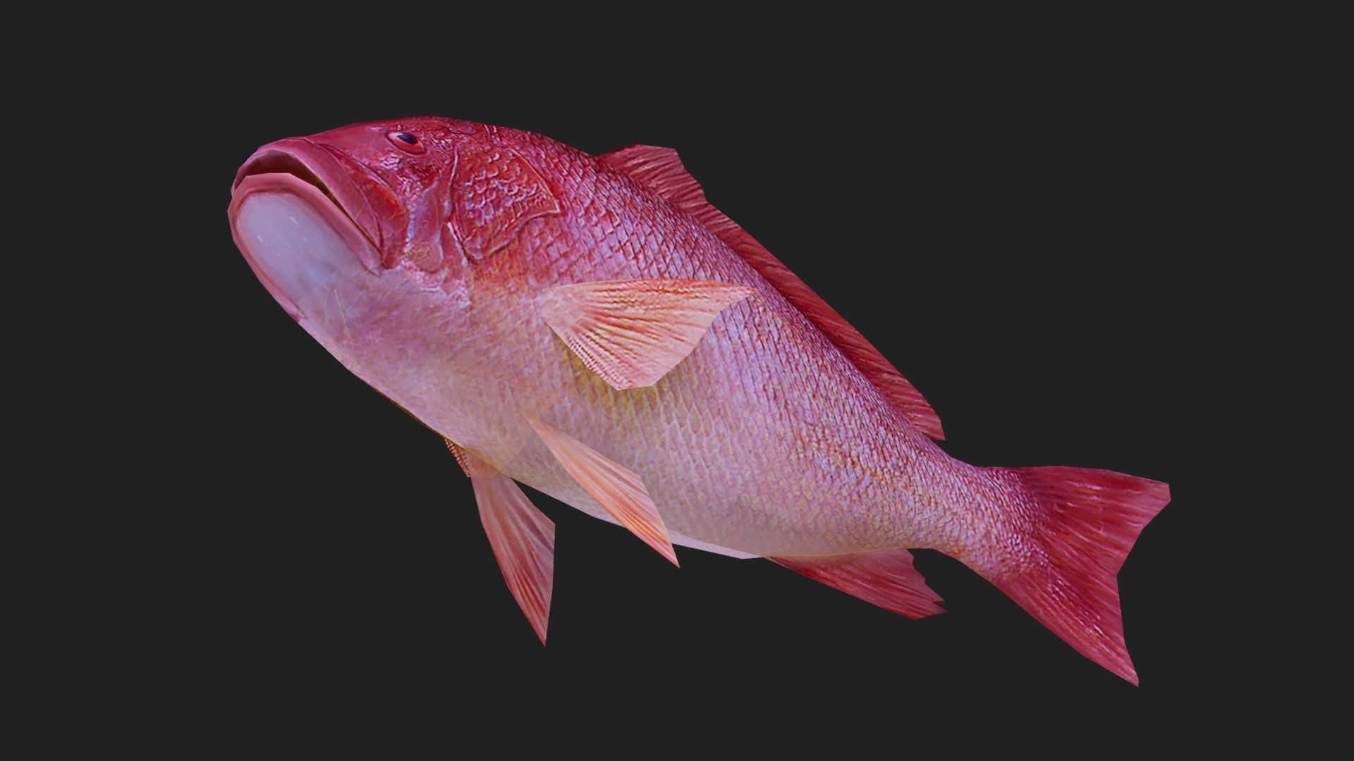 Snapper 3D model rigged | CGTrader