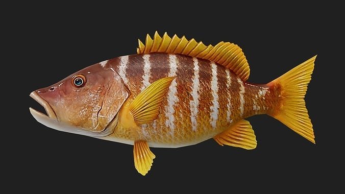 Snapper 3D model rigged | CGTrader