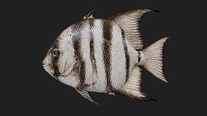 Spadefish 3D model rigged | CGTrader