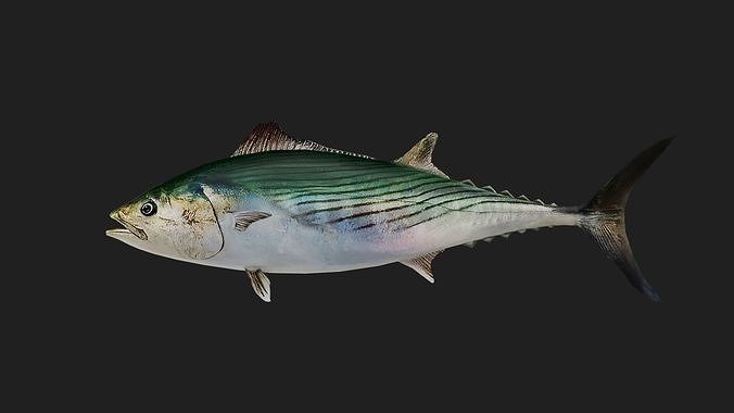 Tuna fish 3D model rigged | CGTrader