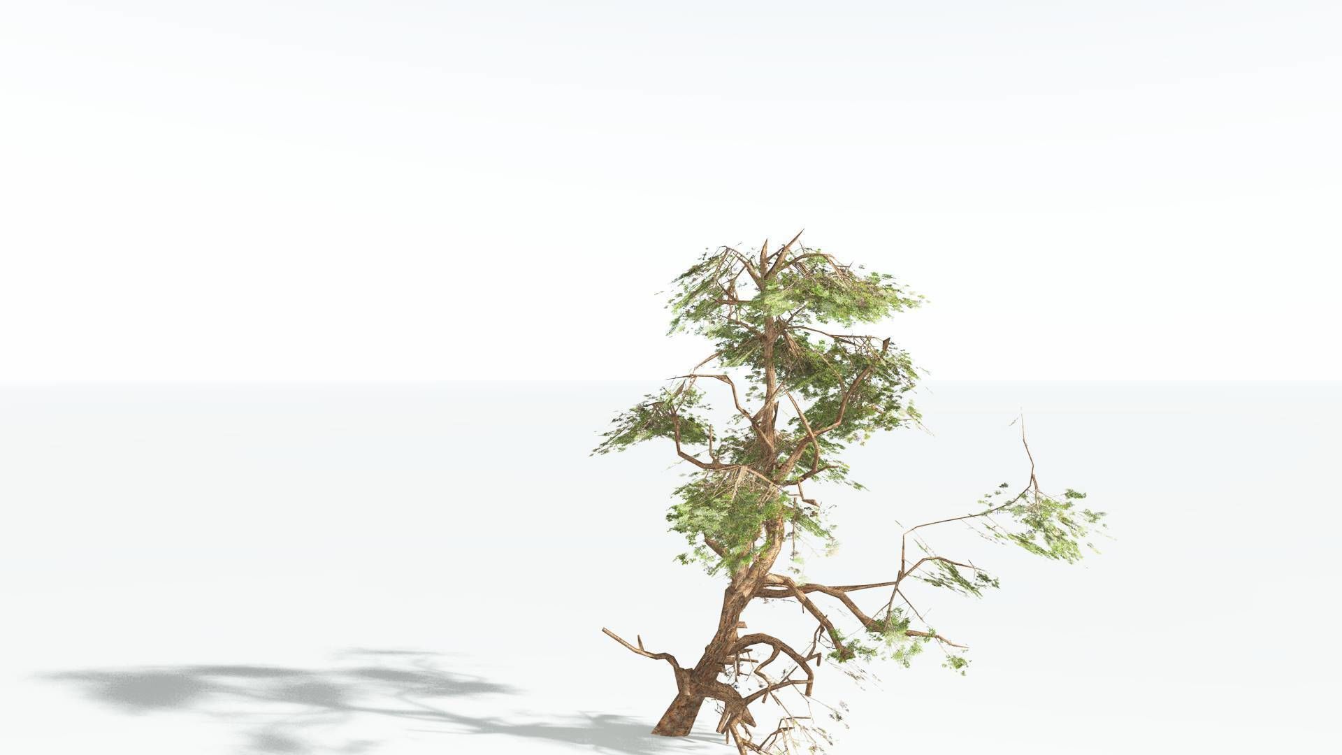 3D model EVERYPlant Utah Juniper LowPoly 3 --16 Models-- VR / AR / low-poly | CGTrader