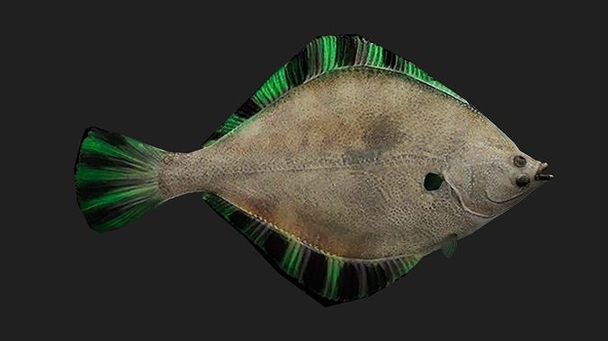 Flatfish 3D model rigged | CGTrader
