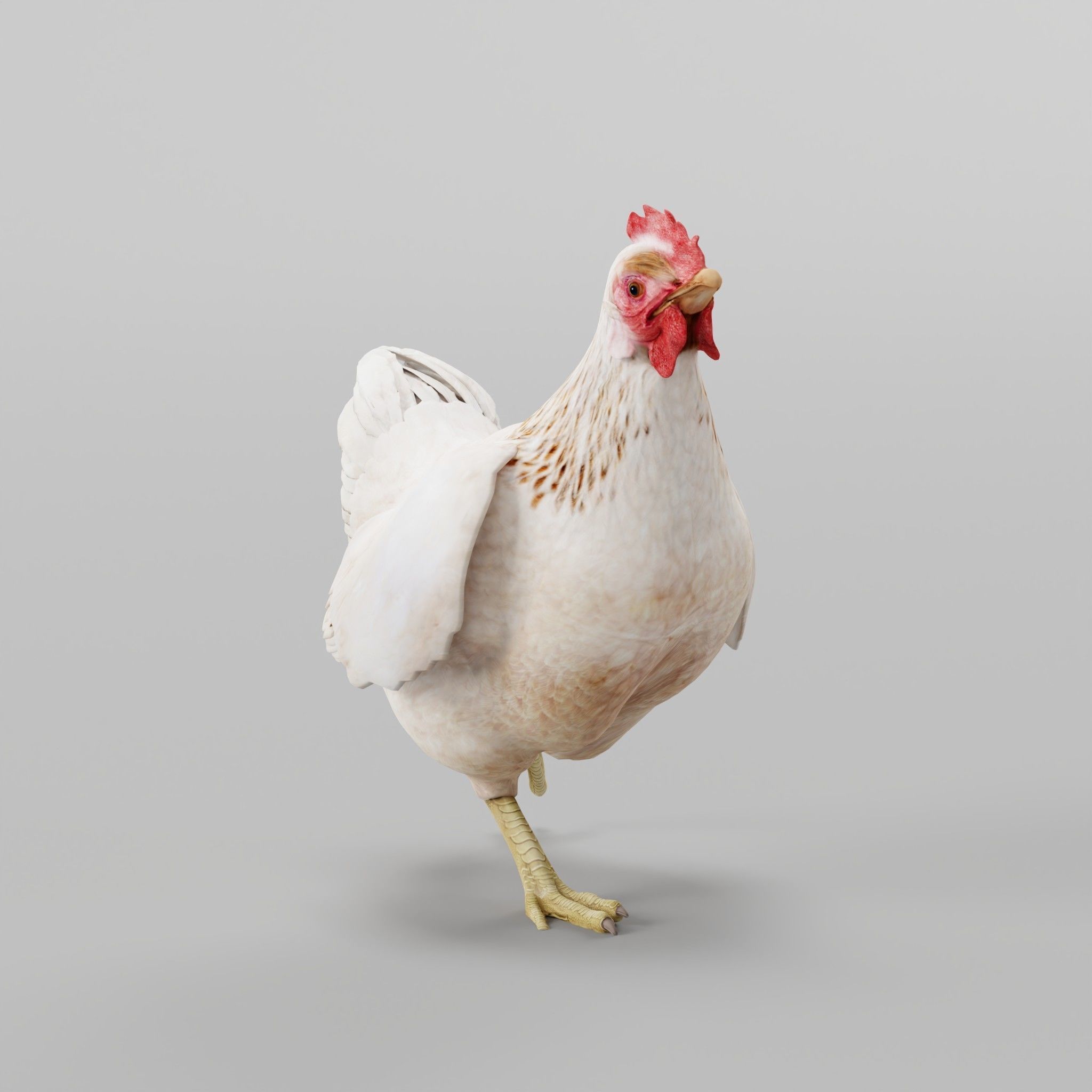 Hen The Chicken 3D model animated rigged | CGTrader