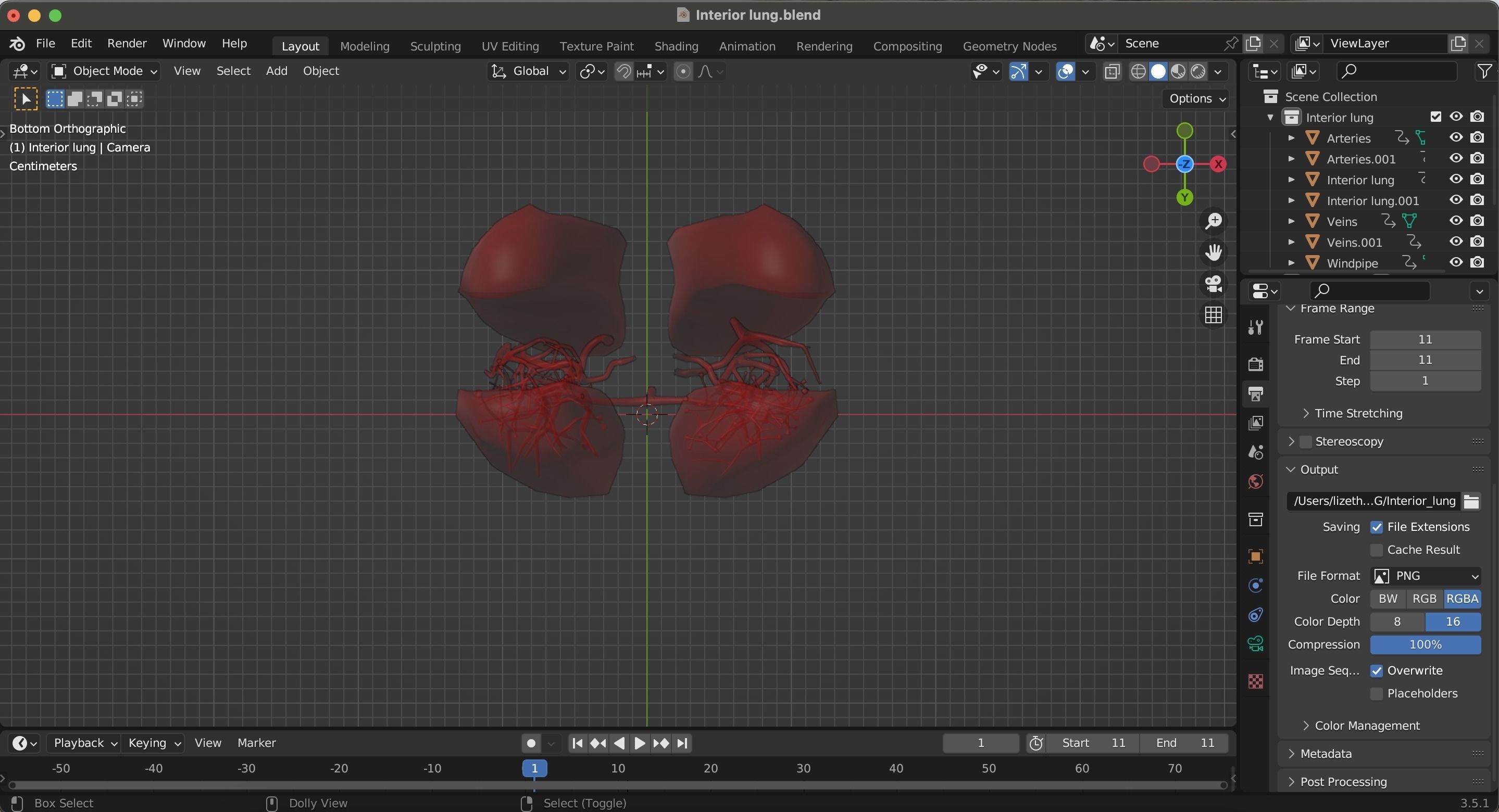 3D model Internal Lung VR / AR / low-poly | CGTrader