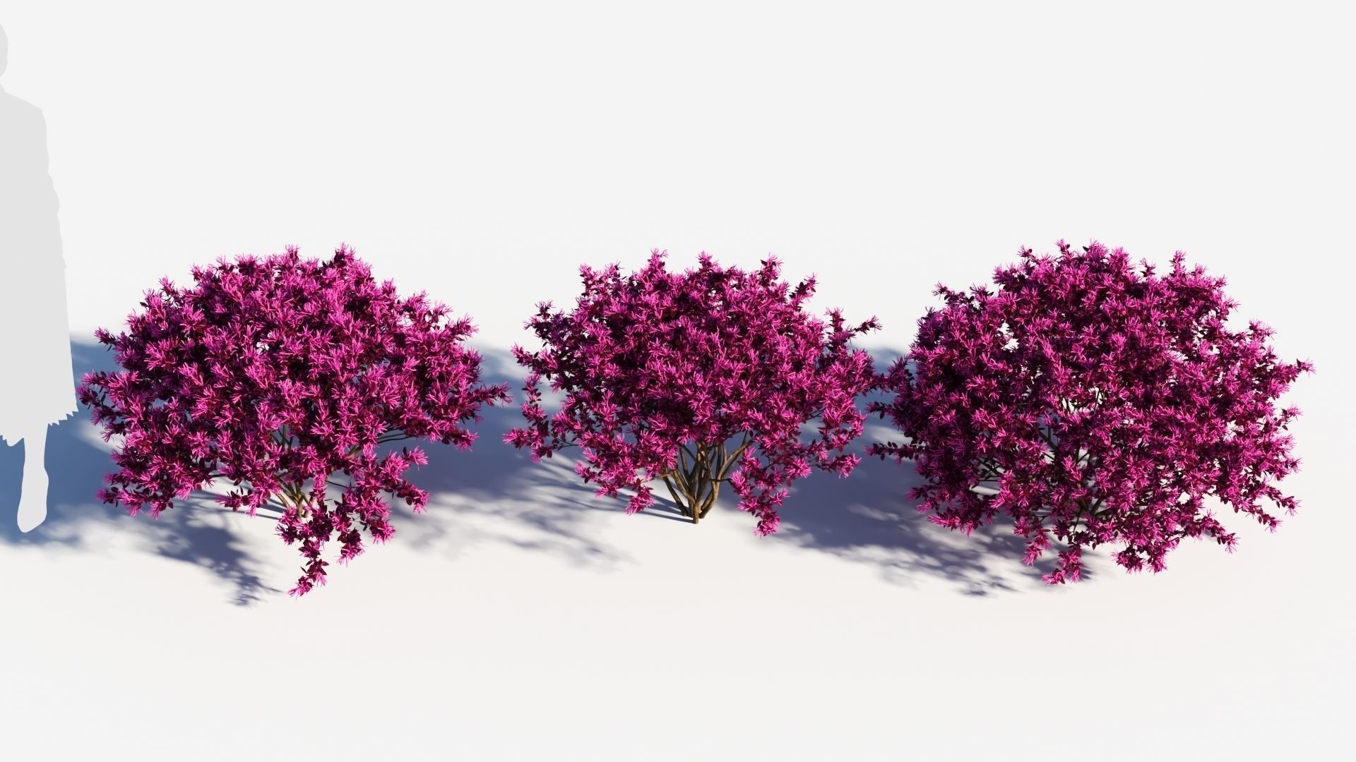 Loropetalum a 3D model | CGTrader