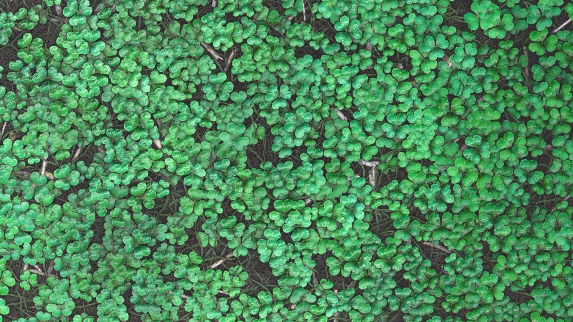 clover field 4K Texture | CGTrader