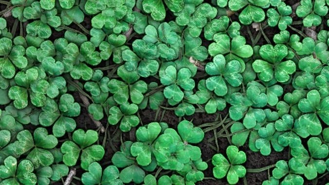 clover field 4K Texture | CGTrader