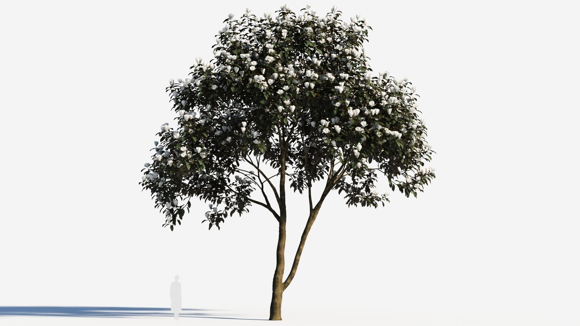 Magnolia grandiflora a 3D model | CGTrader