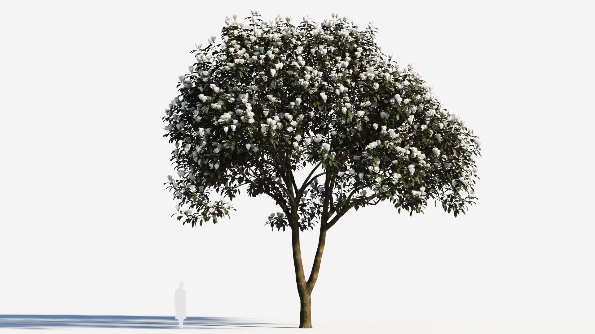 Magnolia grandiflora a 3D model | CGTrader