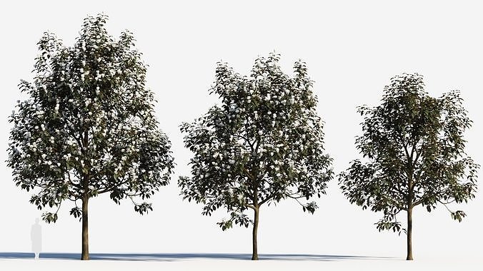 Magnolia grandiflora d 3D model | CGTrader