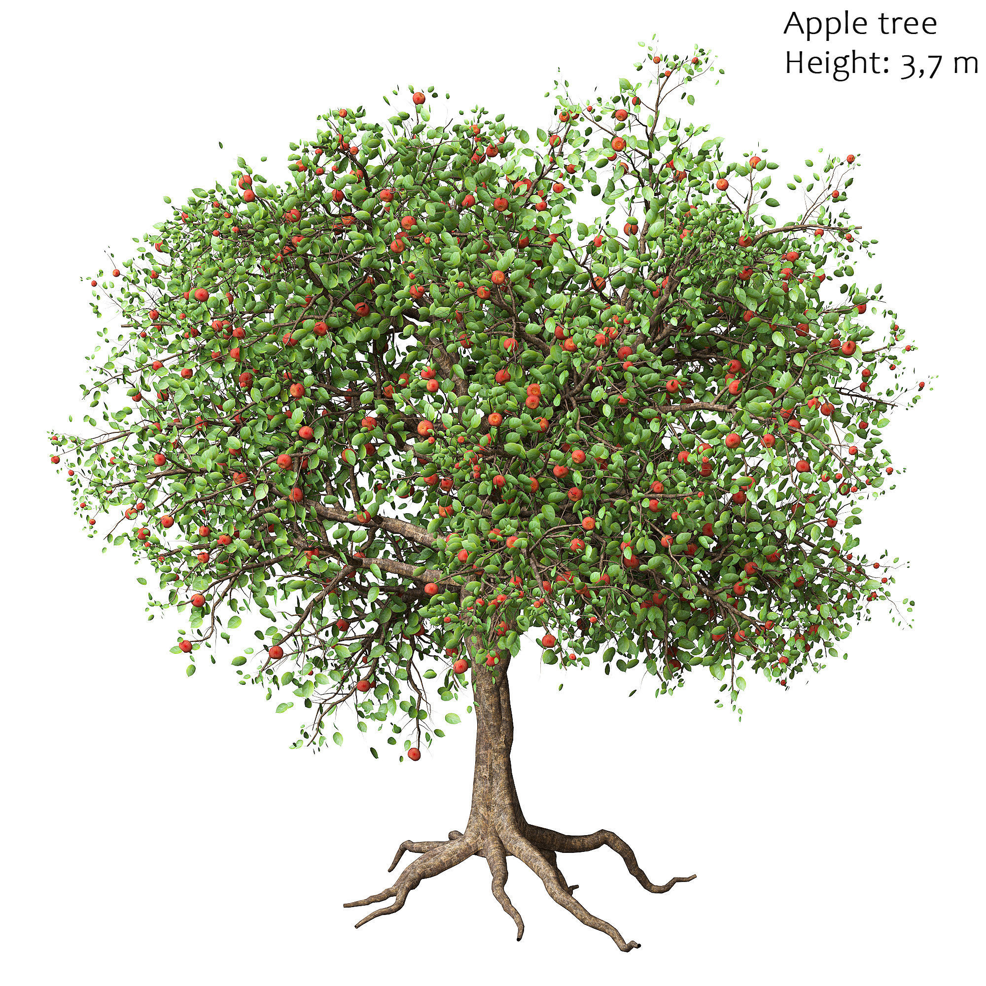 3D model Apple tree VR / AR / low-poly | CGTrader