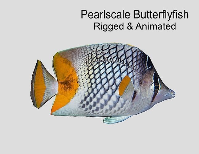 3D model Pearlscale Butterflyfish Realistic Animated VR / AR / low-poly ...