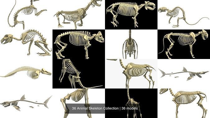 36 Animal Skeleton Collection | CGTrader
