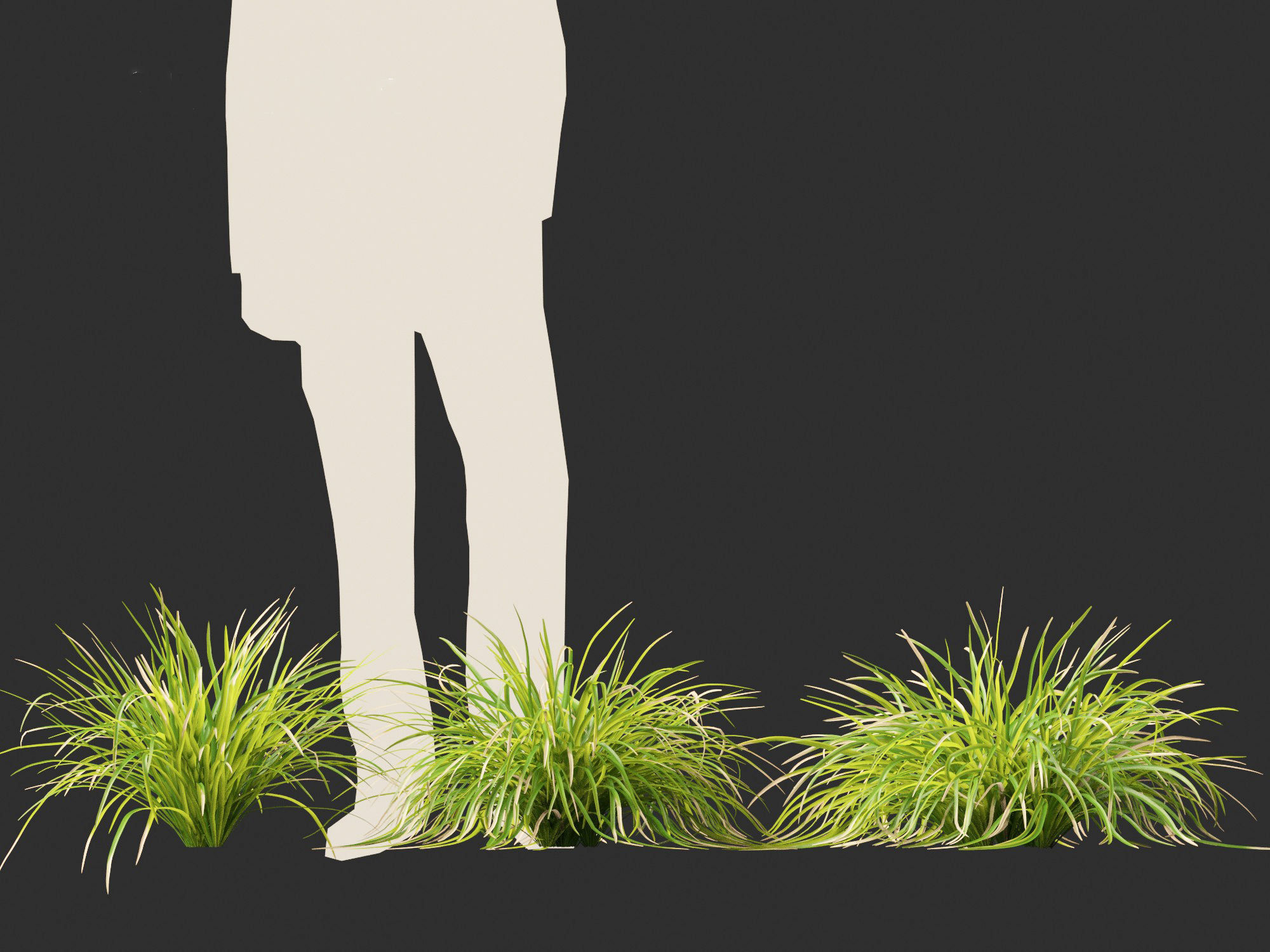 Lomandra longifolia - Spiny-head mat-rush 3D model | CGTrader