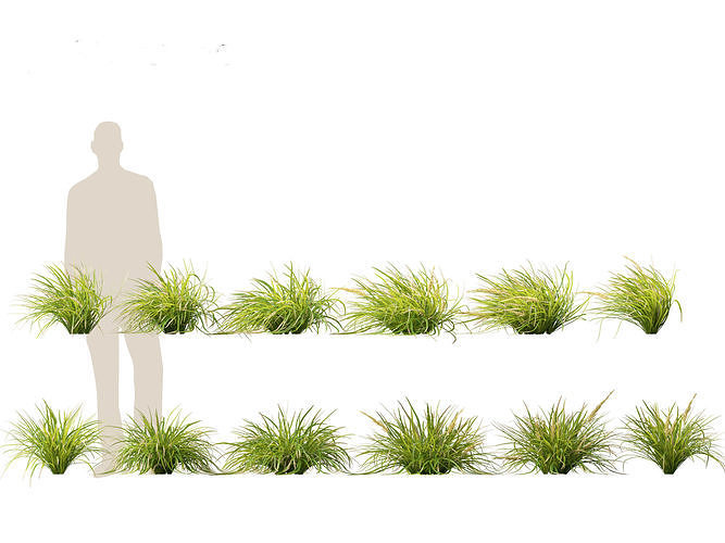 Lomandra longifolia - Spiny-head mat-rush 3D model | CGTrader