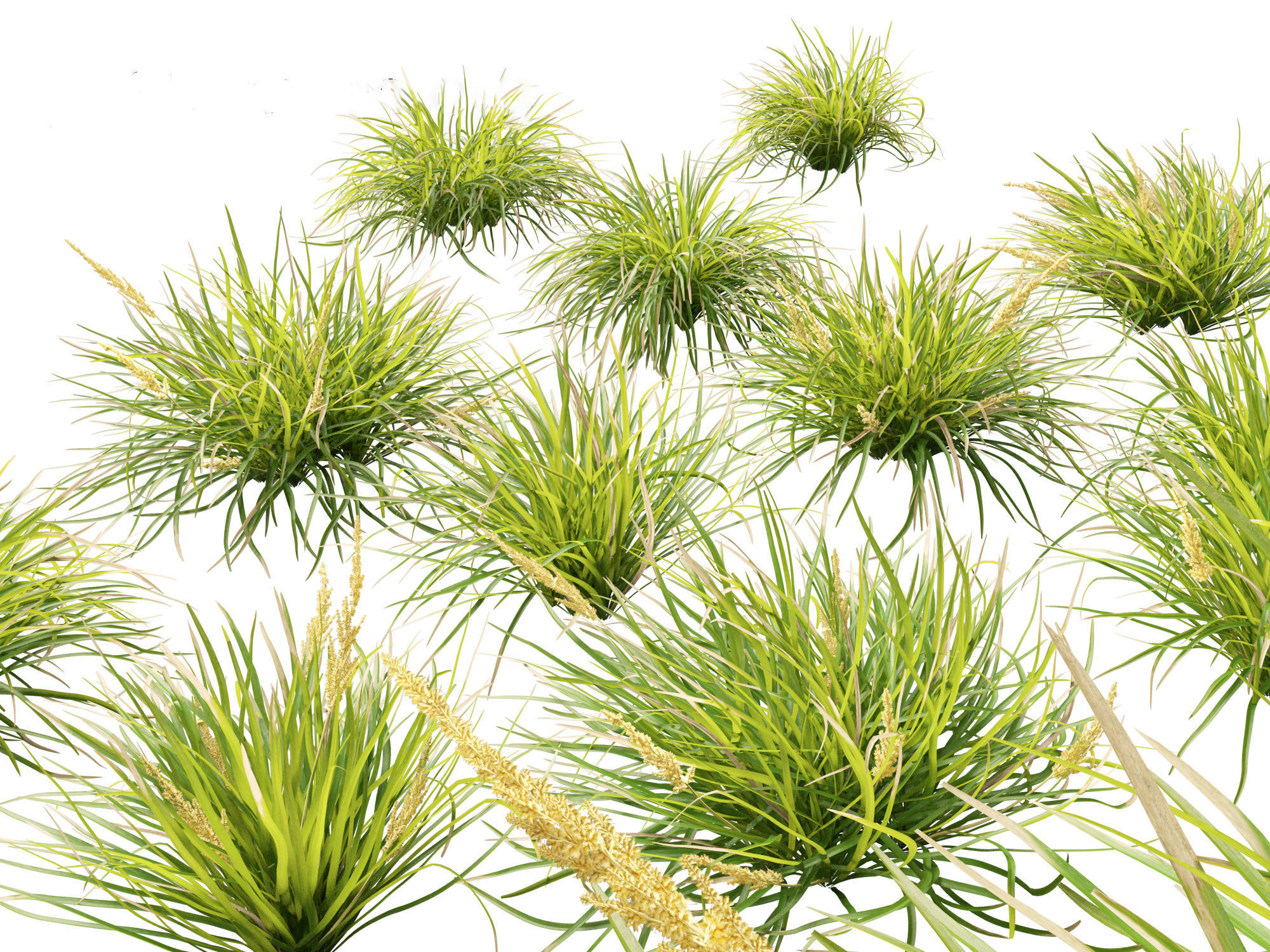 Lomandra longifolia - Spiny-head mat-rush 3D model | CGTrader