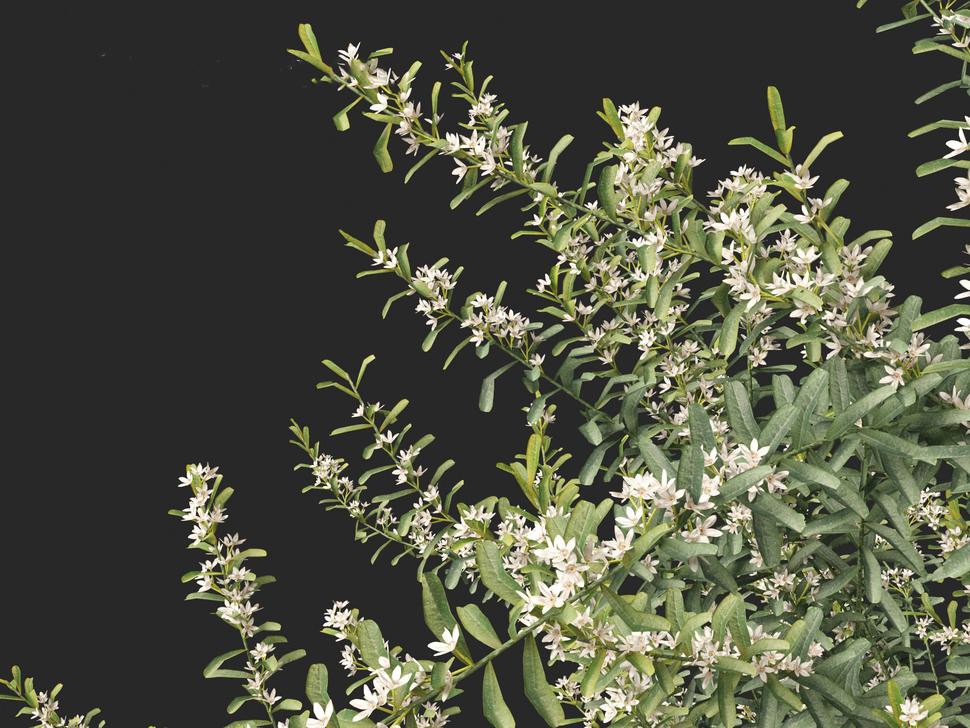 Philotheca Myoporoides Ruby Cascade - Wax Flower 3D model | CGTrader