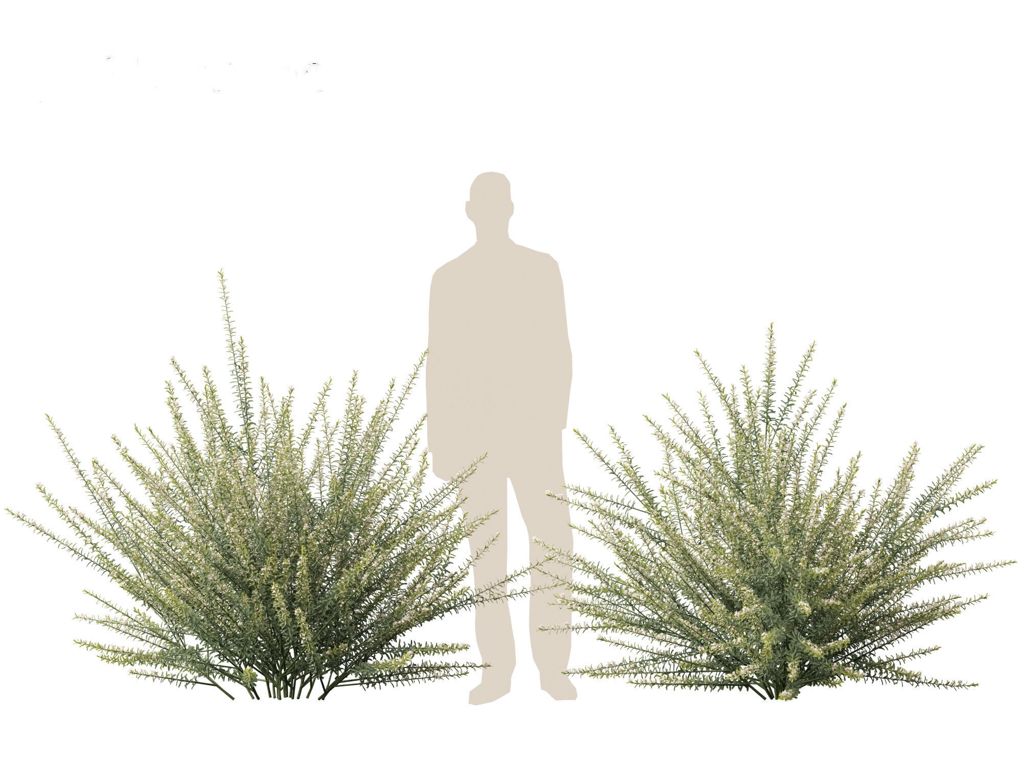 Philotheca Myoporoides Ruby Cascade - Wax Flower 3D model | CGTrader