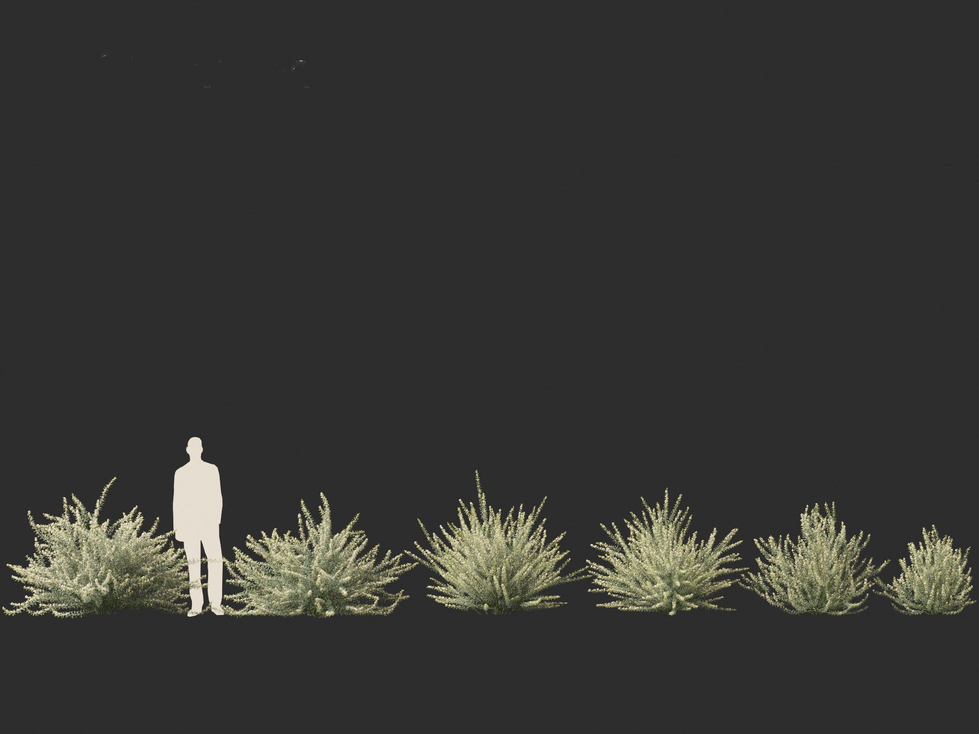 Philotheca Myoporoides Ruby Cascade - Wax Flower 3D model | CGTrader