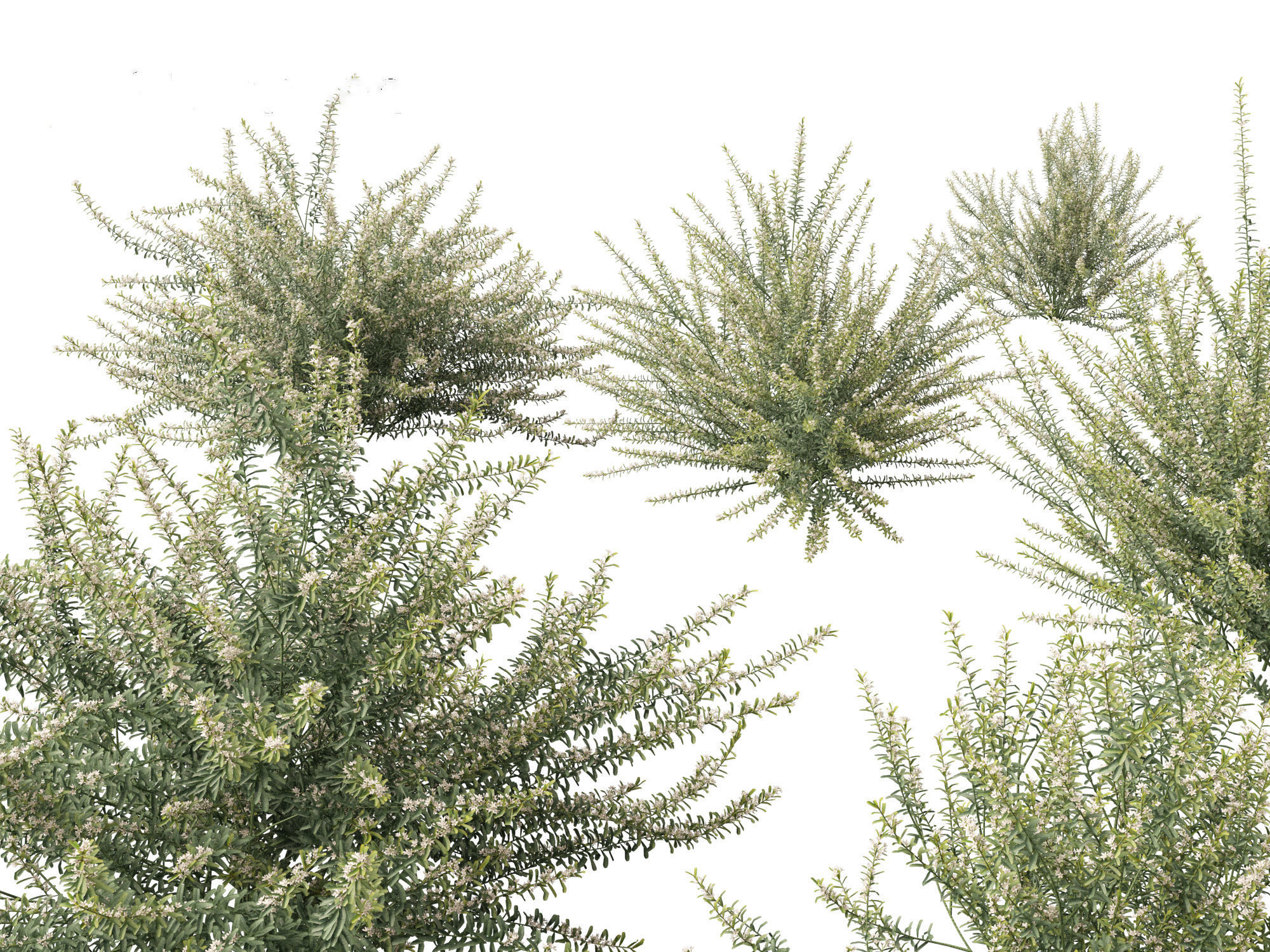 Philotheca Myoporoides Ruby Cascade - Wax Flower 3D model | CGTrader