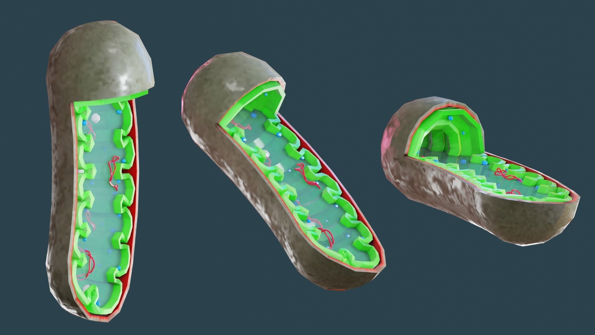 3D model MITOCHONDRIA VR / AR / low-poly | CGTrader