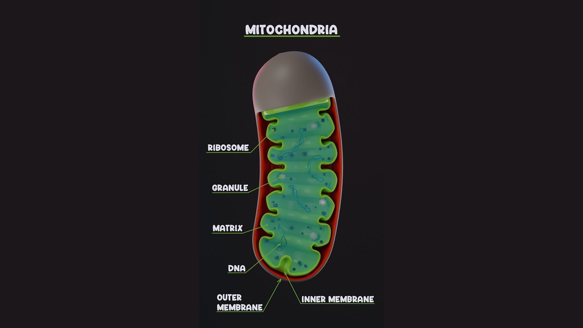 3D model MITOCHONDRIA VR / AR / low-poly | CGTrader