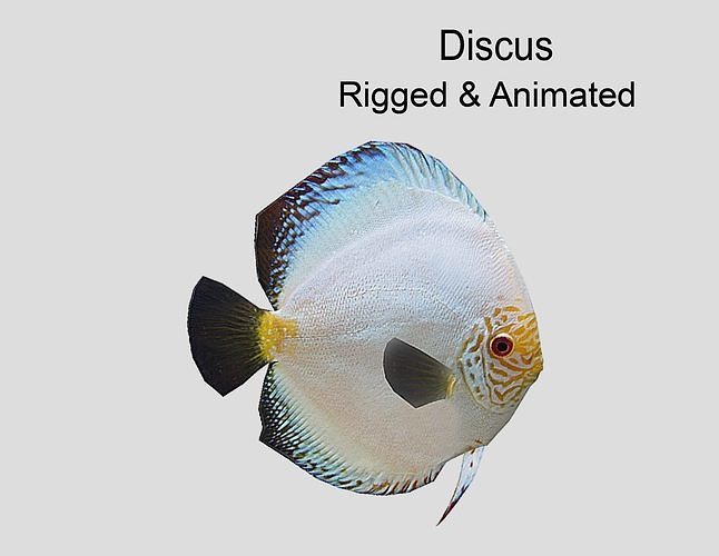 3D model Discus Realistic Animated VR / AR / low-poly | CGTrader