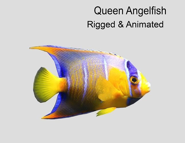 3D model Queen Angelfish Realistic Animated VR / AR / low-poly | CGTrader