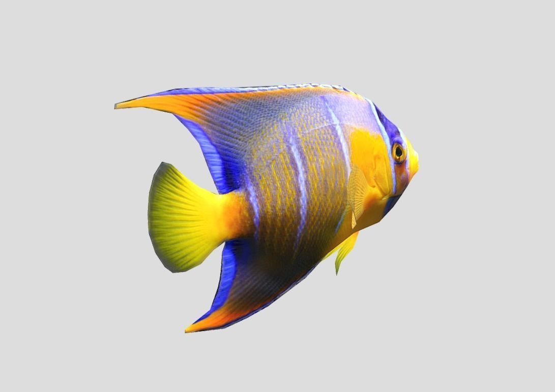 3D model Queen Angelfish Realistic Animated VR / AR / low-poly | CGTrader