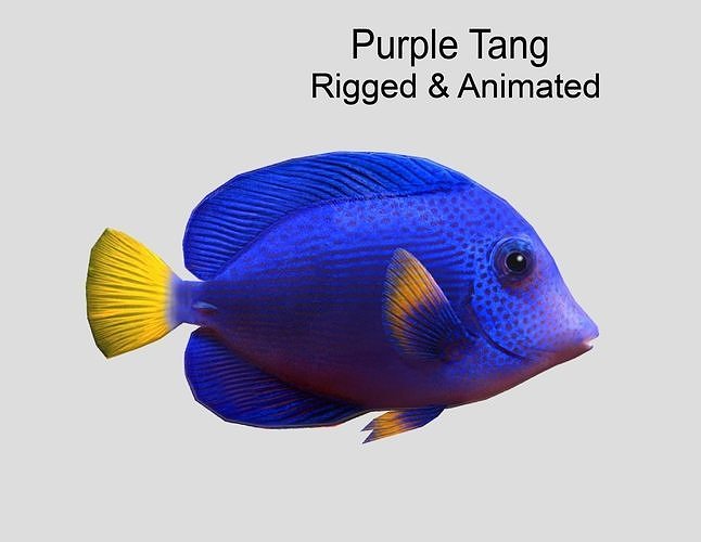 3D model Purple Tang Realistic Animated VR / AR / low-poly | CGTrader