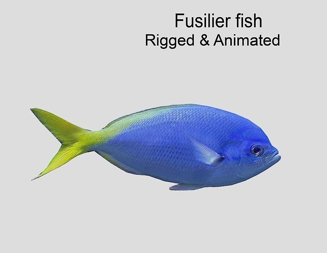 3D model Fusilier fish Realistic Animated VR / AR / low-poly | CGTrader