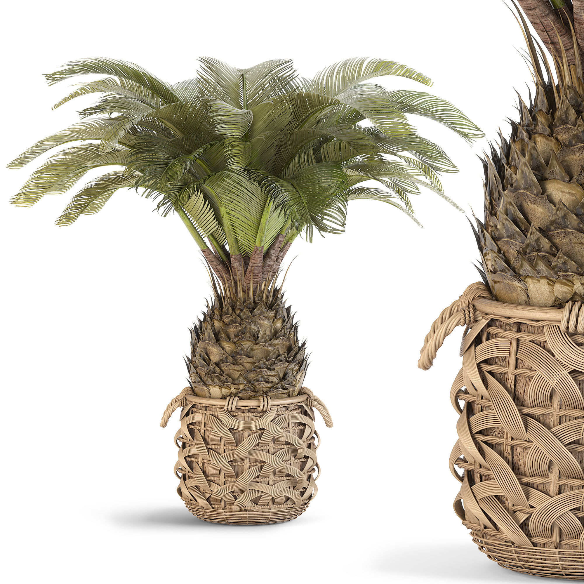 Sago Palm Tree Set -18 3D model | CGTrader