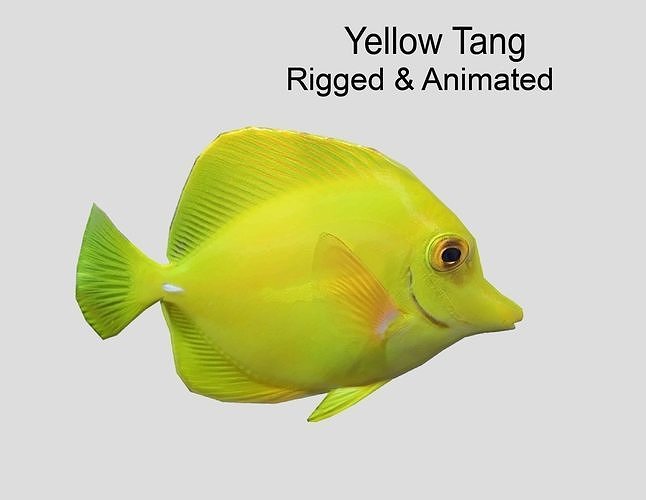 3D model yellow tang Realistic Animated VR / AR / low-poly | CGTrader