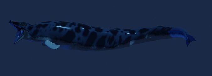 Basilosaurus isis 3D model rigged | CGTrader