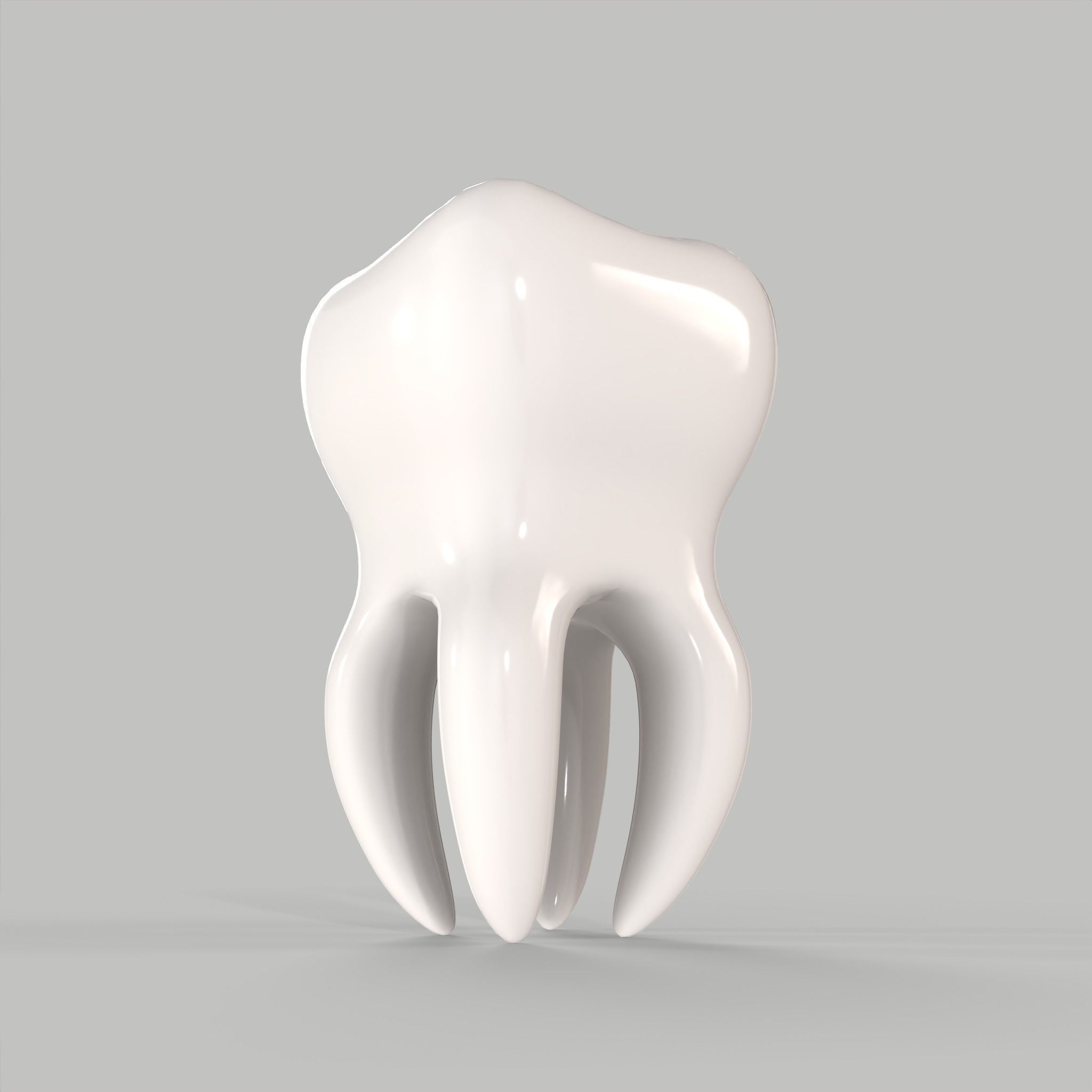 3D model Medical Tooth Anatomy Section VR / AR / low-poly | CGTrader