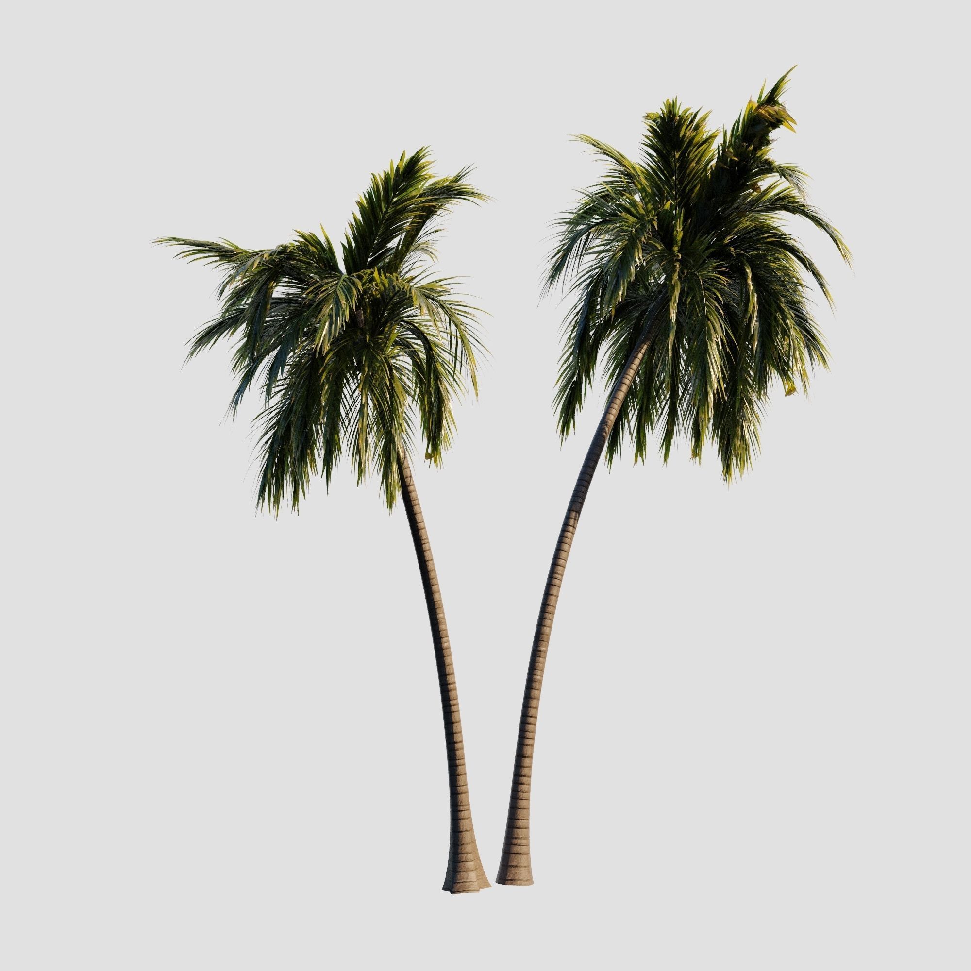 3D model 8 coconuts palms tree set VR / AR / low-poly | CGTrader