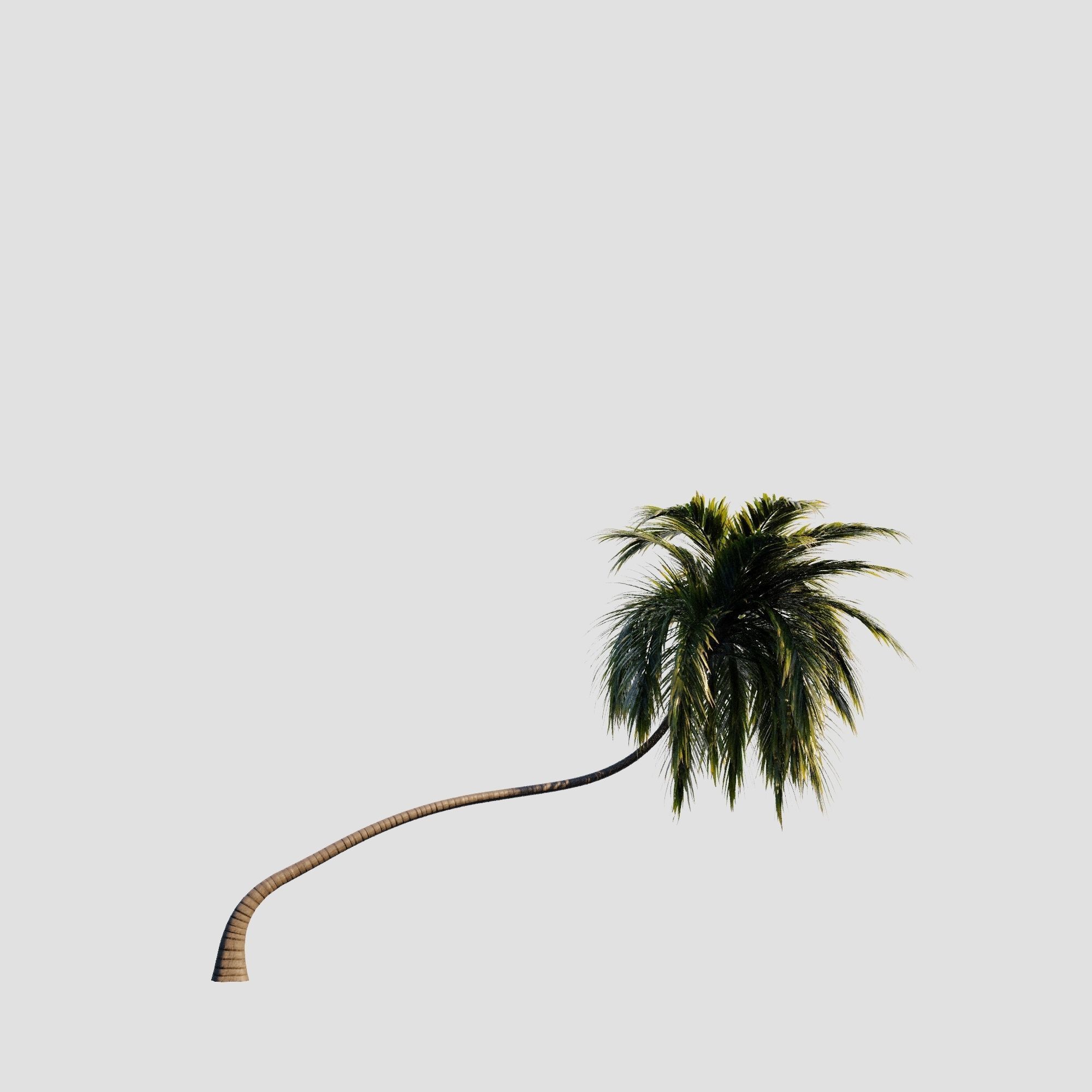 3D model 8 coconuts palms tree set VR / AR / low-poly | CGTrader