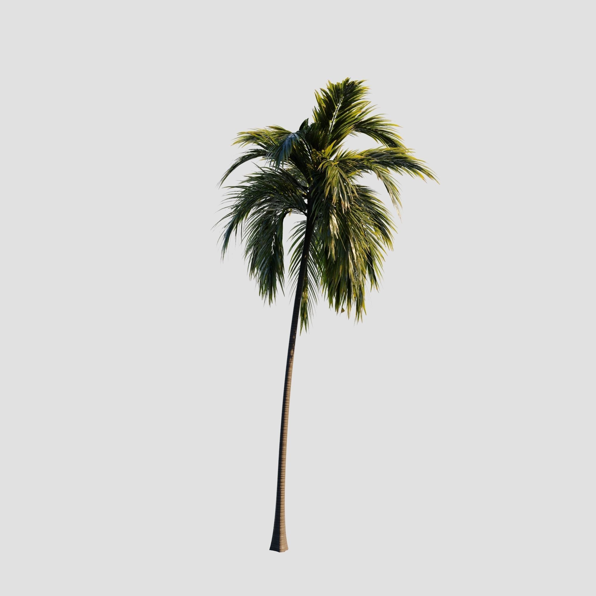 3D model 8 coconuts palms tree set VR / AR / low-poly | CGTrader