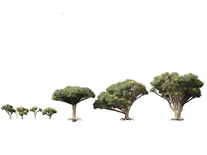 Dracaena draco - Dragon tree 3D model | CGTrader