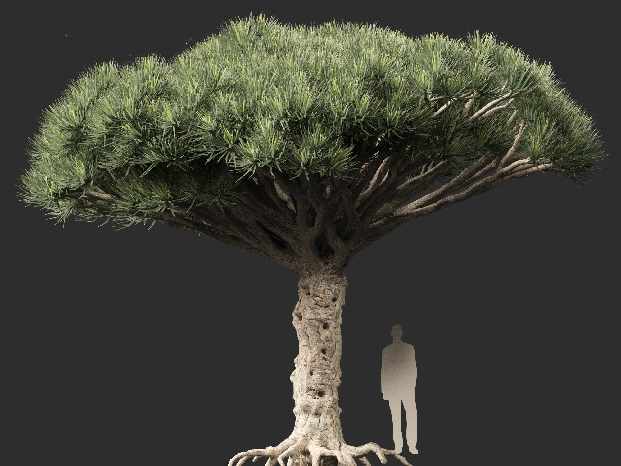 Dracaena draco - Dragon tree 3D model | CGTrader