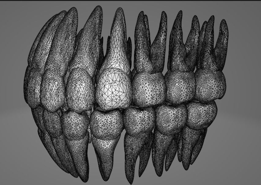 TEETH AND ROOTS 3D model | CGTrader