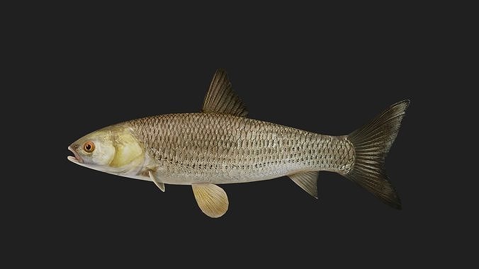 Carp fish 3D model rigged | CGTrader
