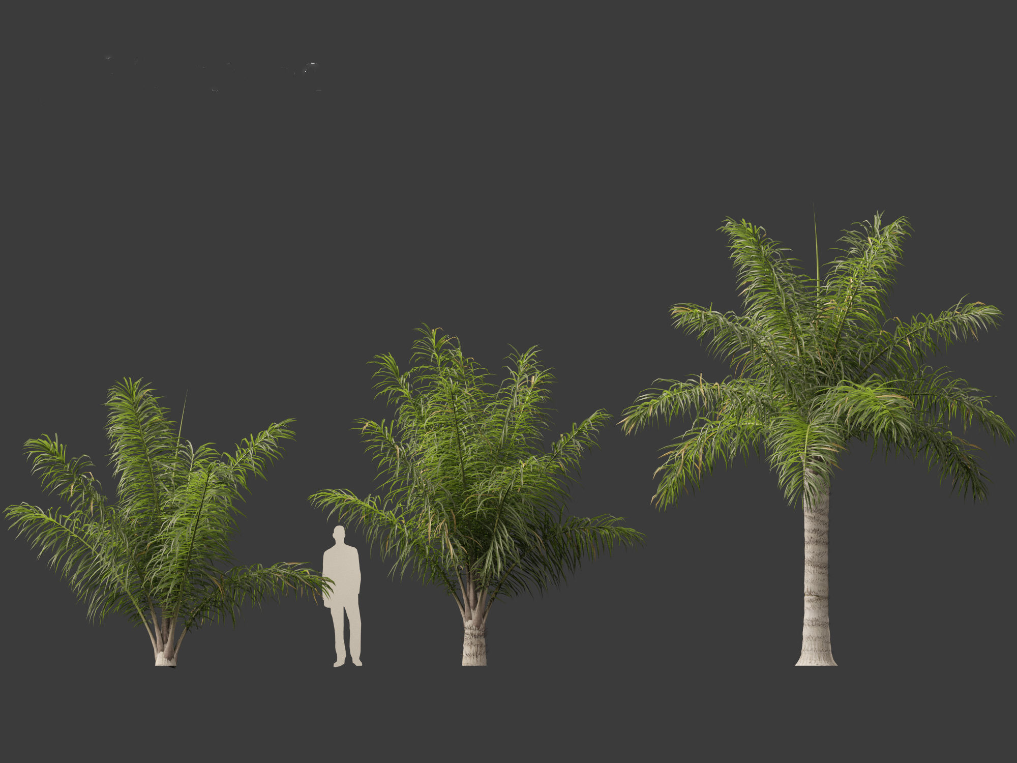 Acrocomia aculeata - Macaw palm 3D model | CGTrader